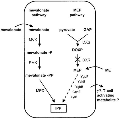 Genetic And Biochemical Complementation Of Knockout E Coli Strains E Download Scientific