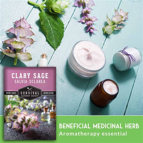 Clary Sage Aromatic Medicinal Herb Seeds Survivalgardenseeds
