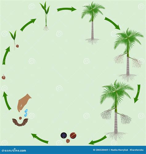 Acai Palm Tree Distribution Map