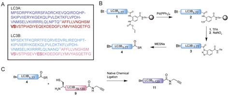 Total Chemical Synthesis Of Lc3a And Lc3b Activity Based Probes