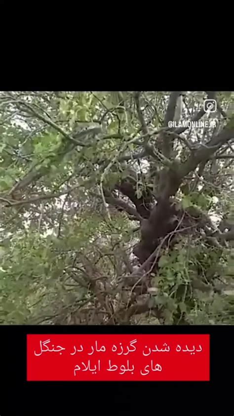 ویدیو دیده شدن بزرگ ترین مار افعی ایران گرزه مار در جنگل های ایلام