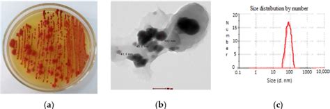 Figure 1 From Biosynthesis Of Nano Selenium And Its Impact On Germination Of Wheat Under Salt