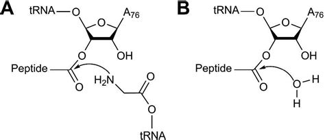 Peptidyl Transferase