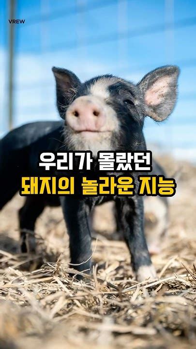 우리가 몰랐던 돼지의 놀라운 지능 Youtube