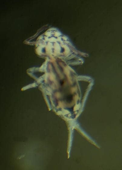 Juvenile Bugguidenet