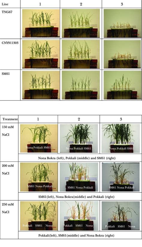 Questions With Answers In SALT TOLERANCE Science Topic