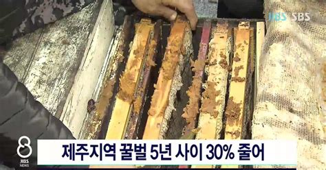 제주지역 꿀벌 5년 사이 30 줄어