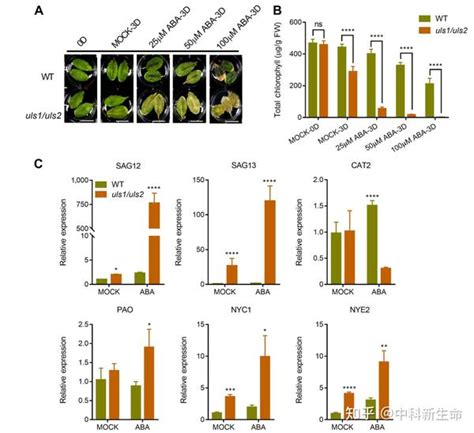 项目文章j Integr Plant Biol（if 9 1） 浙江大学丁忠杰教授团队通过泛素化修饰组揭示植物叶片衰老新机制 知乎