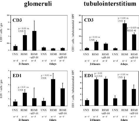 Quantification Of Glomerular And Tubulointerstitial T Cell And Monocyte