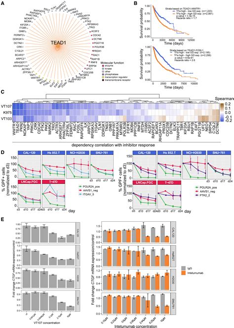 Genetic Dependencies Associated With Transcription Factor Activities In Human Cancer Cell Lines