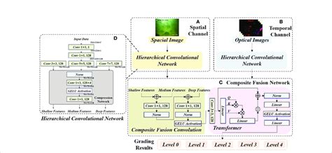 the architecture and stages of dual stream hierarchical transformer