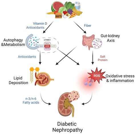 Nutritional Strategies Against Diabetic Nephropathy Insights From