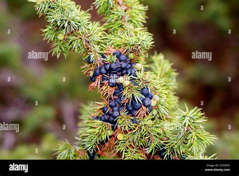 Common Juniper Juniperus Communis Communis Is An Evergreen Shrub