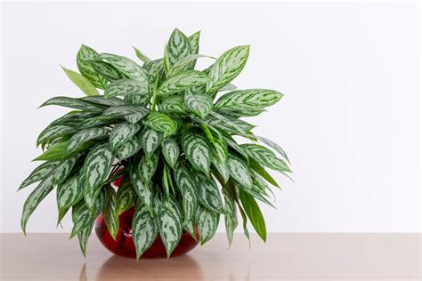 Aglaonema How To Care For And Propagate Plantura