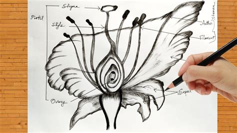 Draw A Neat Diagram Of Longitudinal Section Of Flower How To