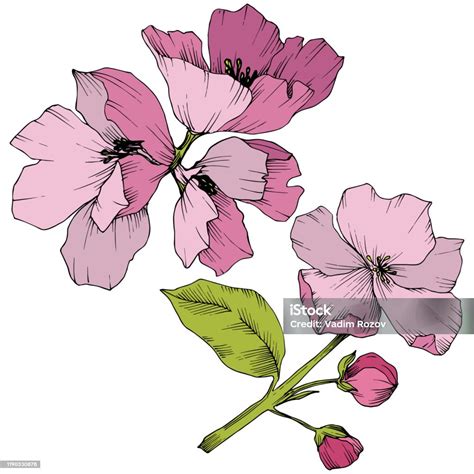 벡터 아페 꽃 꽃 꽃입니다 핑크와 그린 잉크 아트 고립 된 사과 꽃 그림 요소입니다 0명에 대한 스톡 벡터 아트 및 기타 이미지