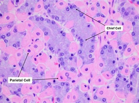 The Cell The Histology Guide
