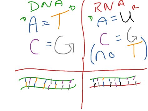 Base Pairing Rules Definition