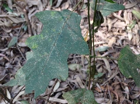Solanum Aculeastrum Dunal Flora Mundial Plntnet Identify
