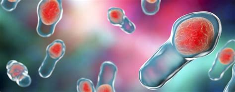 Clostridioides Difficile Symptoms Transferability Prevention