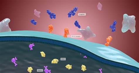 Premium Photo Platelet Activation And Aggregation Play An Important