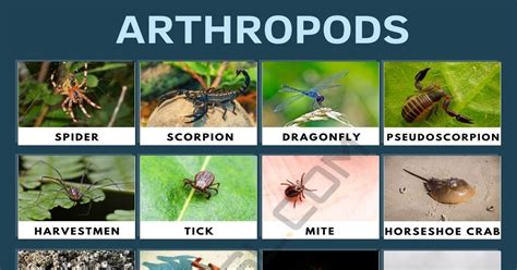 List Of Arthropods Arthropods Names With Pictures • 7esl Arthropods