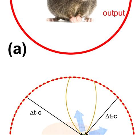 A Illustration Of The Scanning Setup And The Inputoutput Views Of