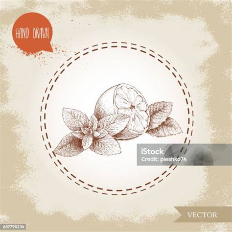 손으로 그린된 스케치 스타일 건강 한 과일 레몬 반 리프 민트 스 에코 과일 벡터 일러스트 레이 션 건강 한 과일 및 허브 박하에 대한 스톡 벡터 아트 및 기타 이미지