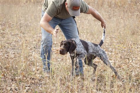 German Wirehaired Pointer — North Country Sporting Dogs German Wirehaired Pointer — North Country Sporting Dogs