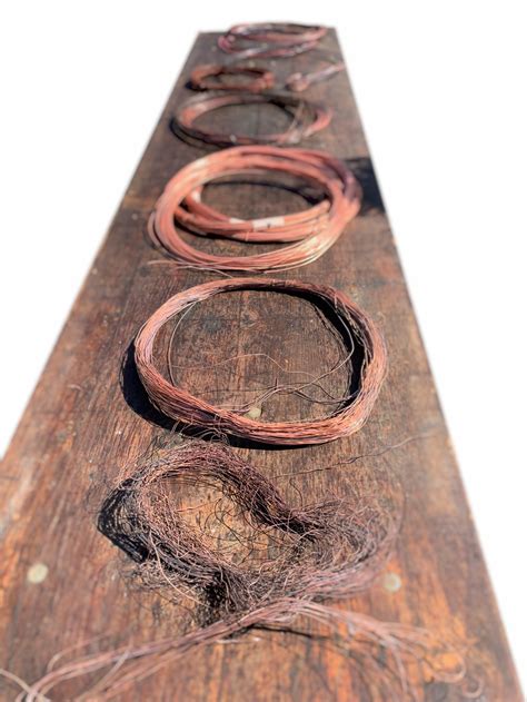 The Wire Tree Bonsai Today