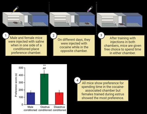 114 Sex Differences In Brain Circuits And Susceptibility To