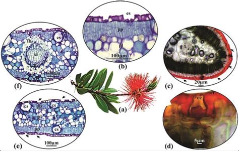 Leaf Of C Viminalis A General Aspects Of The Leaf On The Branch Download Scientific Leaf Of C Viminalis A General Aspects Of The Leaf On The Branch Download Scientific