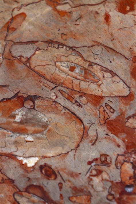Red Fossiliferous Limestone Stock Image Image Of Ancient Bulog 258271335
