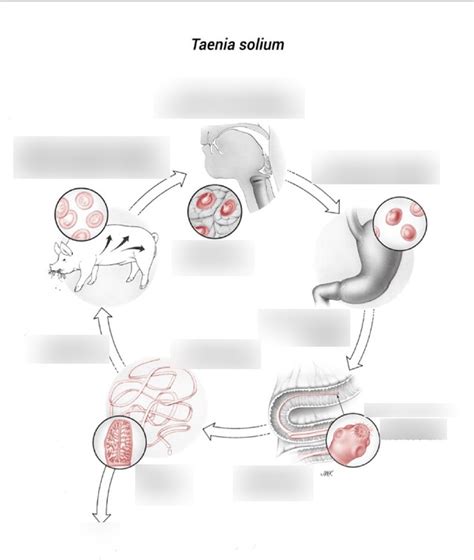 Taenia Solium Life Cycle Control Of Taenia Solium