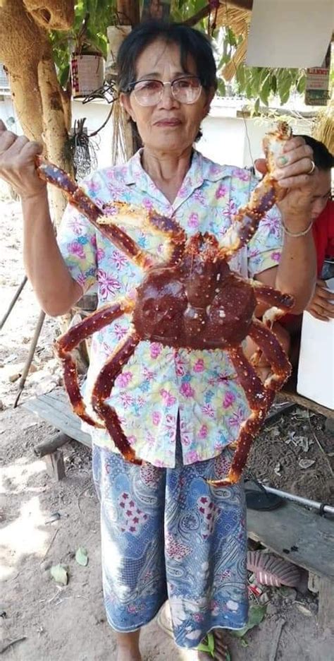 🦀 ปูอลาสก้า กุ้งล็อบสเตอร์ ร้านน้องไออุ่นทะเลยักษ์