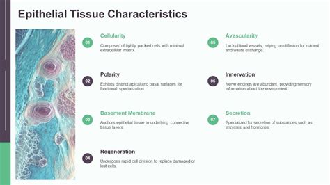 Rectum Histology Tissue Types And Functional Zones Ppt Guidelines At