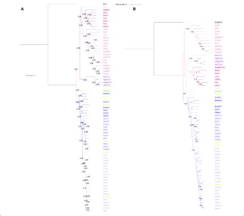 phylogenetic trees based on the maximum likelihood algorithm of a