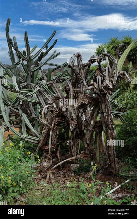 A Large Sprawling Columnar Cereus Cactus With Half Of Its Branches Dried Out And Dyingplants