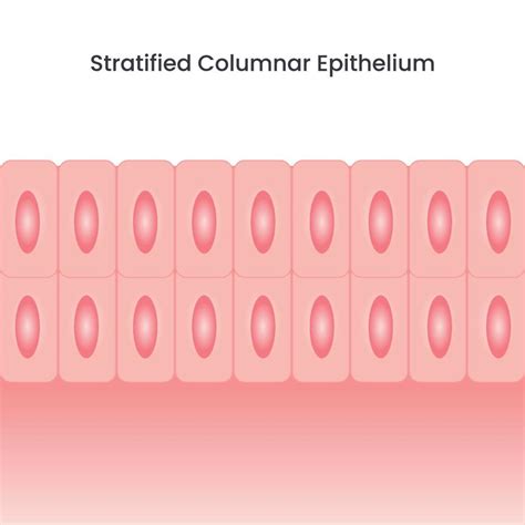 Stratified Columnar Epithelium 10803612 Vector Art At Vecteezy