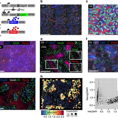 Development Of Fetal Liver Parenchymal And Non Parenchymal Cells A