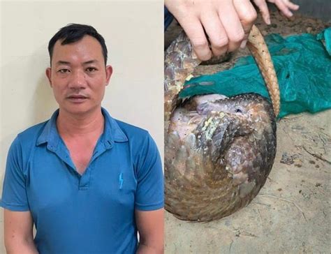 Bắt ổ nhóm buôn bán vận chuyển tê tê Java nguy cấp quý hiếm Chuyên trang An Ninh Thủ Đô Báo