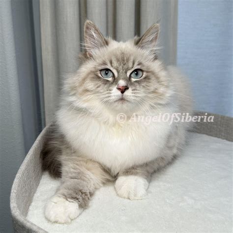 Traditional And Neva Masquerade Hypoallergenic Kittens