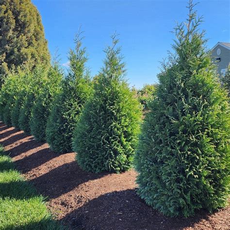 Giant Thuja Tree Growth Rates Trees Live Plants Outdoor 50 Giant
