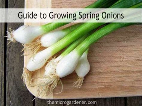 Guide To Growing Spring Onions The Micro Gardener
