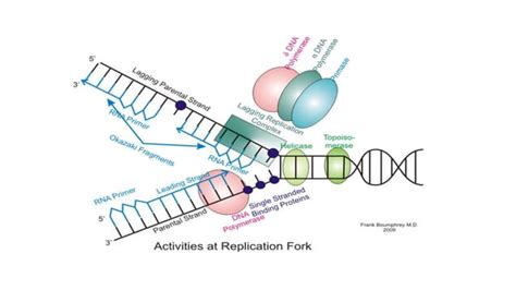 Dna Replication In Eukaryotes Ppt