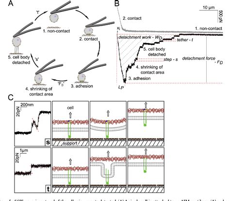 Figure 3 From A Practical Guide To Quantify Cell Adhesion Using Single Cell Force Spectroscopy