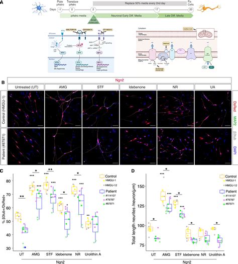Direct Neuronal Reprogramming Of Ndufs4 Patient Cells Identifies The