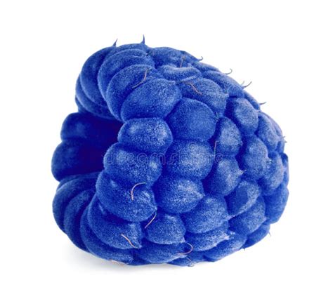 One Fresh Blue Raspberry Isolated On White Stock Image Image Of