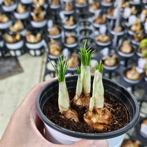 다년생 식물 노지월동 꽃 야생화 나무 종류 정리 네이버 블로그