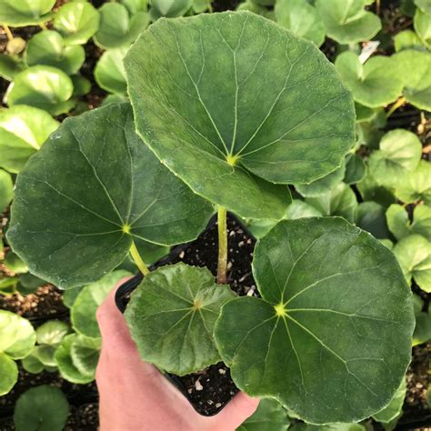 Farfugium Japonicum Gigantea Giant Leopard Plant 45 Pot